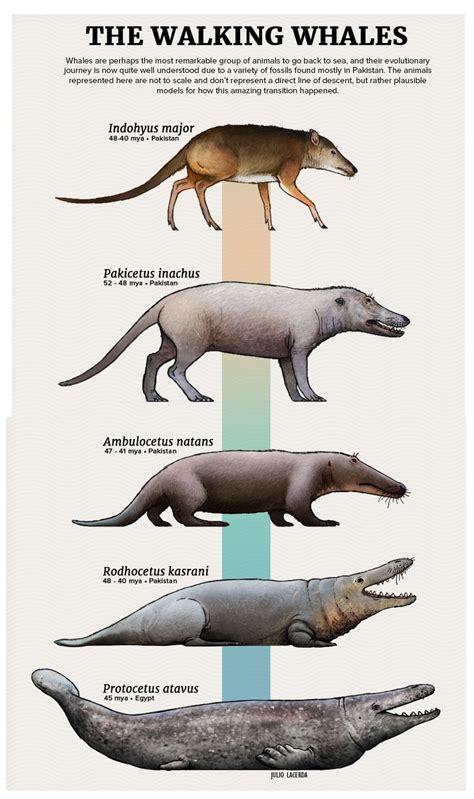 Ceres Science The Evolution Of Whales By Julio Lacerda Facebook