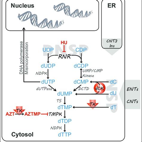 Thymidine Metabolism Pathways An Illustration Of Cellular Pathways To Download Scientific