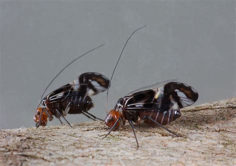 Order Psocoptera Ent 425 General Entomology