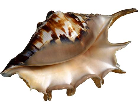 11 Florida Fighting Conch Facts
