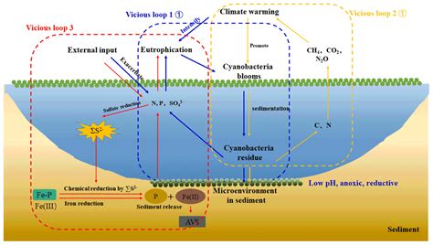 Phosphorus Cycle Lake