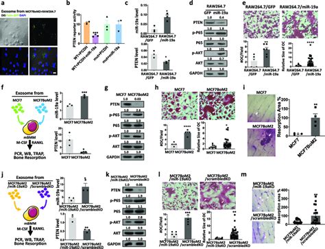 Exosomal Mir 19a Targets Ptenakt Pathway To Promote Download Scientific Diagram