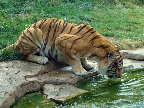 Tiger Drinking Water Wallpapers Top Free Tiger Drinking Water