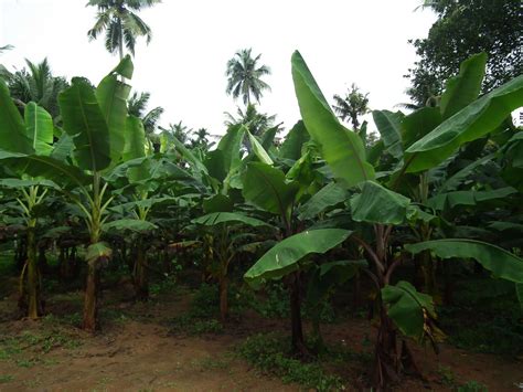 Platano ¿que Es Origen Beneficios Tipos Valor Nutricional Y Más