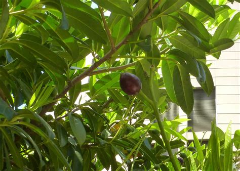 Árboles Con Alma Laurel Real Laurel Cerezo Laurel Romano Prunus Laurocerasus