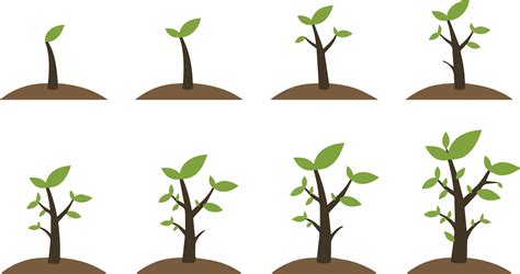 Plant Vector Free At Collection Of Plant Vector Free