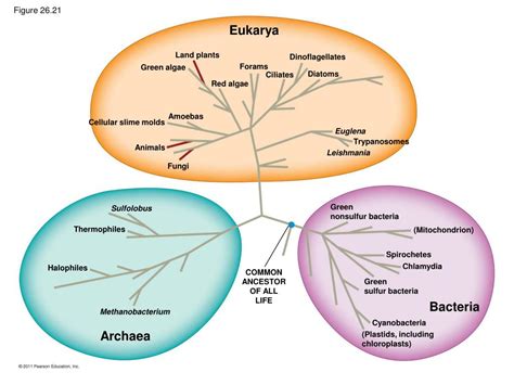 Ppt Phylogeny And The Tree Of Life Powerpoint Presentation Free