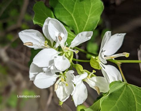 White Flowers For Central Texas Lisas Landscape And Design