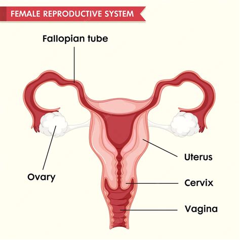 Free Vector Scientific Medical Illustration Of Female Repoductive System