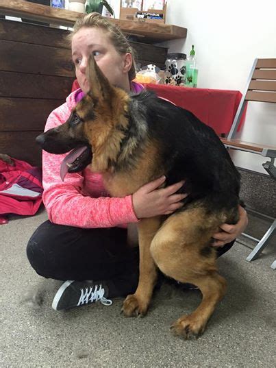 Quasi The German Shepherd Lives Large Despite His Short Spine German
