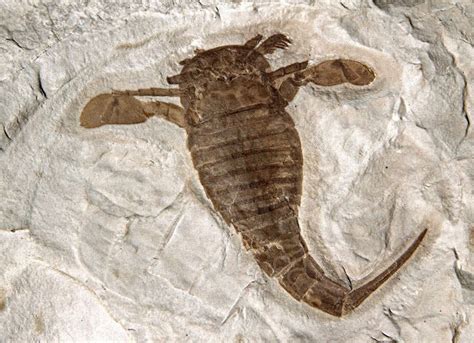 17 Best Images About Eurypterids On Pinterest Ontario Cardiff And