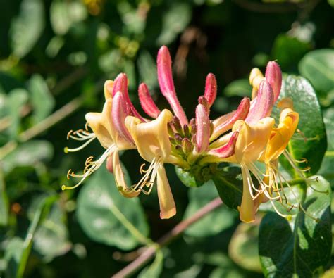 How To Take Honeysuckle Cuttings Grow More Plants For Free Homes And