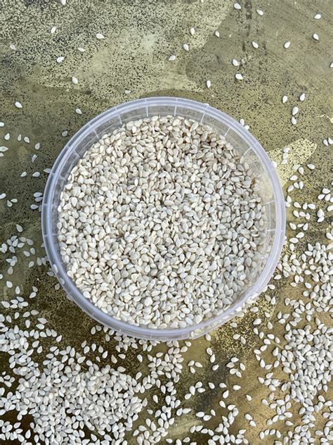 Auksinė Bebro Uodega 7in 7 Ievos Namai