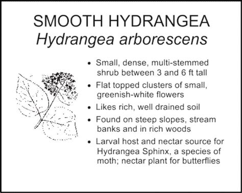 Smooth Hydrangea Smart Garden Signs