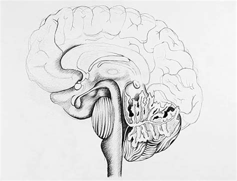 Human Brain Pencil Drawing