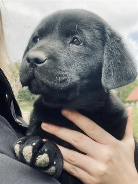 Mladički Labradorec