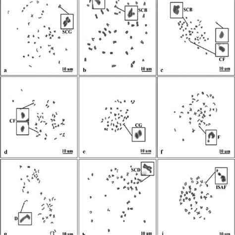 Eight Different Types Of Abnormal Chromosomes In The Metaphase Cells Of