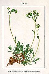 Saxifraga moschata – Wikimedia Commons