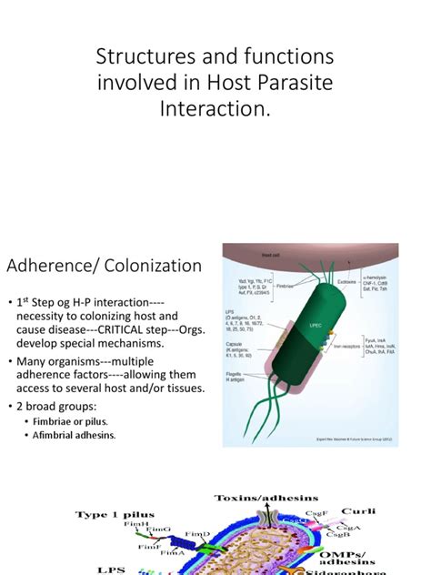 Host Parasite Interaction Pdf Secretion Biotechnology
