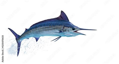 Atlantic Blue Marlin Leaping From Ocean Waters Dramatic Marine Life