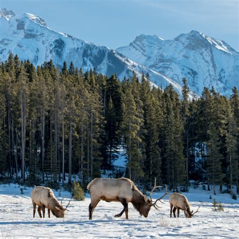 Boreal Foresttaiga Biome Boreal Forest Biomes Forest
