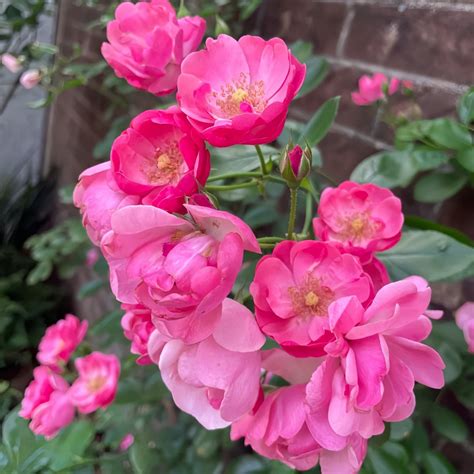 Angelicaangela Rose 安吉拉｜ Germany Climbing Rose Ergongzy Roses