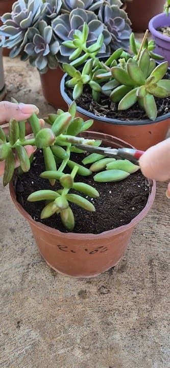How To Propagation Sedum Adolphii Succulents Youtube