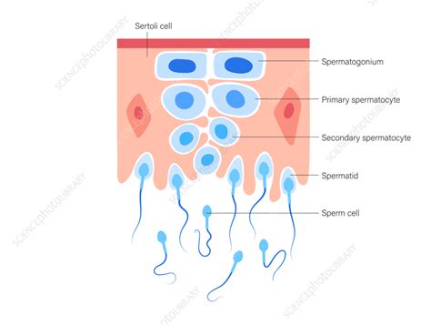 Spermatogenesis Illustration Stock Image F036 6362 Science Photo Library