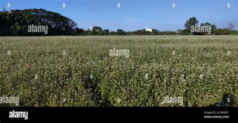 The Sunny View Of Beautiful Buckwheat Flowers Dayuan Taoyuan Taiwan