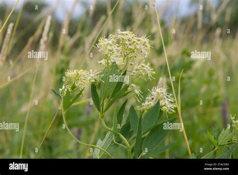 Helium Water Meadows Around Lake Ilmen Among The Plants Stand Out