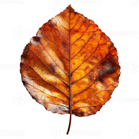 Autumn Leaf Dried Up Fall Leaf Top View White Birch Leaf Maple Leaf Flat Lay Isolated