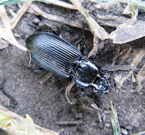 Army In Place To Fight Crop Insect Pests Manitoba Co Operator