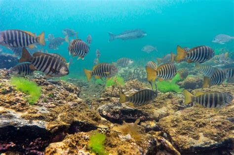 Why Fewer Fish At Ricketts Point In Winter Wildlife In The Balance
