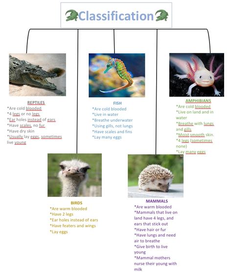 Level Of Classification Vertebrates At Randall Nealon Blog