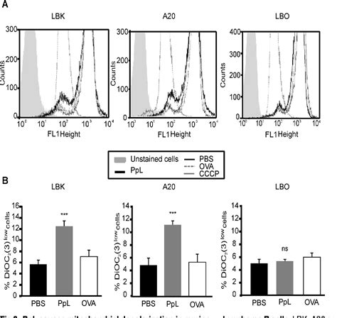 Figure 3 From A B Cell Superantigen Induces The Apoptosis Of Murine And