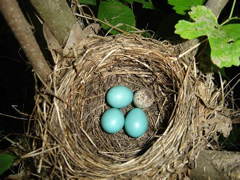 Wood Thrush Facts Habitat Diet Migration Song Video Pictures