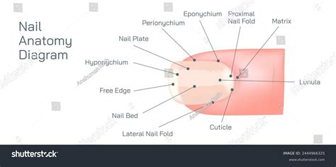 Structure Diagram Finger Nail Cross Section Stock Vector Royalty Free 2444966325 Shutterstock