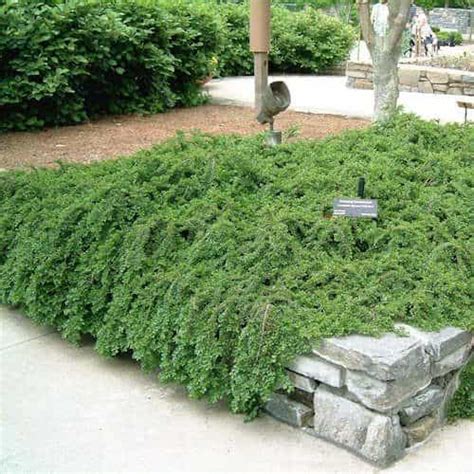 Cotoneaster Dammeri Eichholz Madárbirs Tájkertész