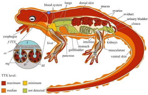 Intra Organismal Distribution Of Tetrodotoxin In Tetrodotoxin Bearing
