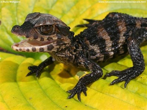 Cuvier's dwarf caiman - Alchetron, The Free Social Encyclopedia