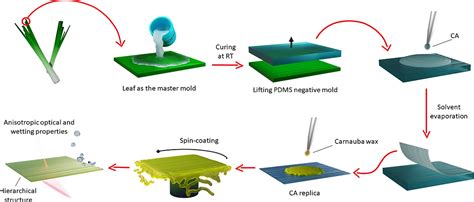 Bio Inspired Surface Structures Promote Optical Transmittance And
