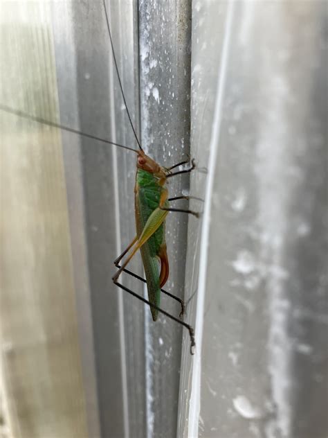 What Is This Colourful Grasshopper Looking Thing He Jumped Into Me And