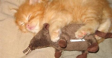 Happiness Is A 99 Cent Ikea Stuffed Mouse Imgur