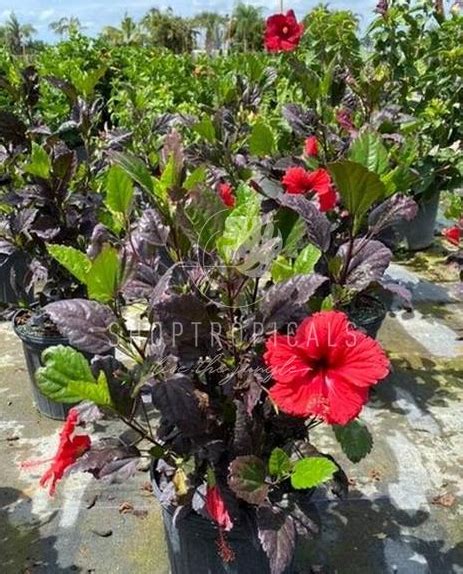Red Hot Hibiscus