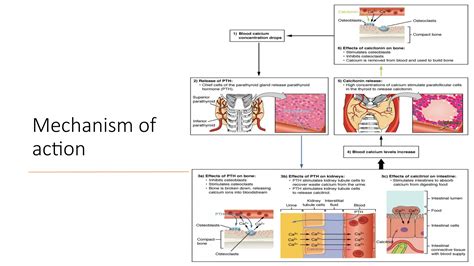 Disorder Of Parathyroid Gland Hyperparathyroidism And