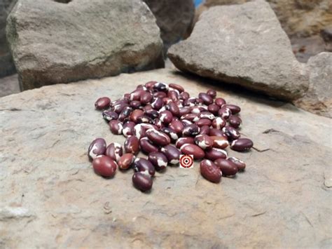 Anasazi Bean Bounty Hunter Seeds Rare Heirloom Seeds