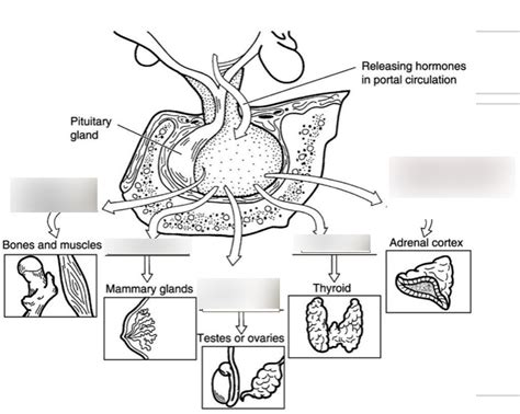Anatomy 2 Unit 2 Diagram Quizlet
