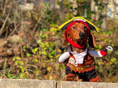 Funny Costumes For Dachshunds At Geraldine Percival Blog