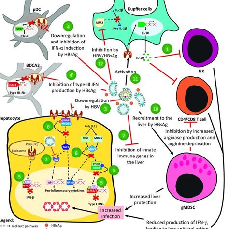 Hepatitis B Virus Hbv Detection By Innate Immune Sensors And