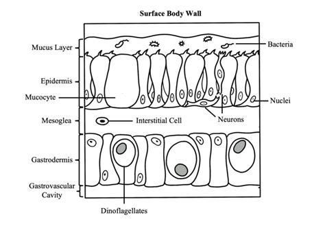 Coral Reproduction Coral Disease And Health Consortium